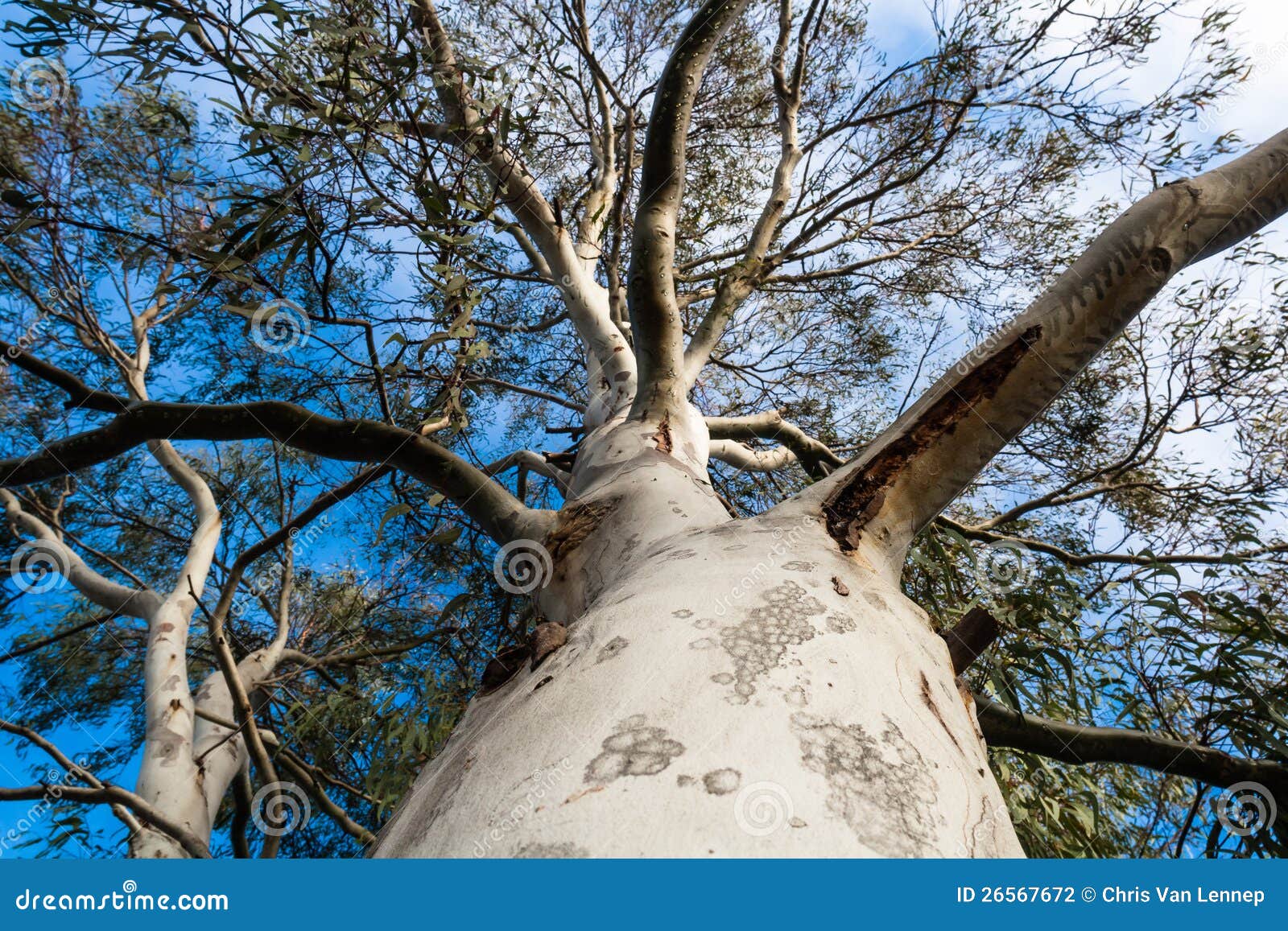 Large Thick Gum Tree stock photo. Image of environment - 26567672