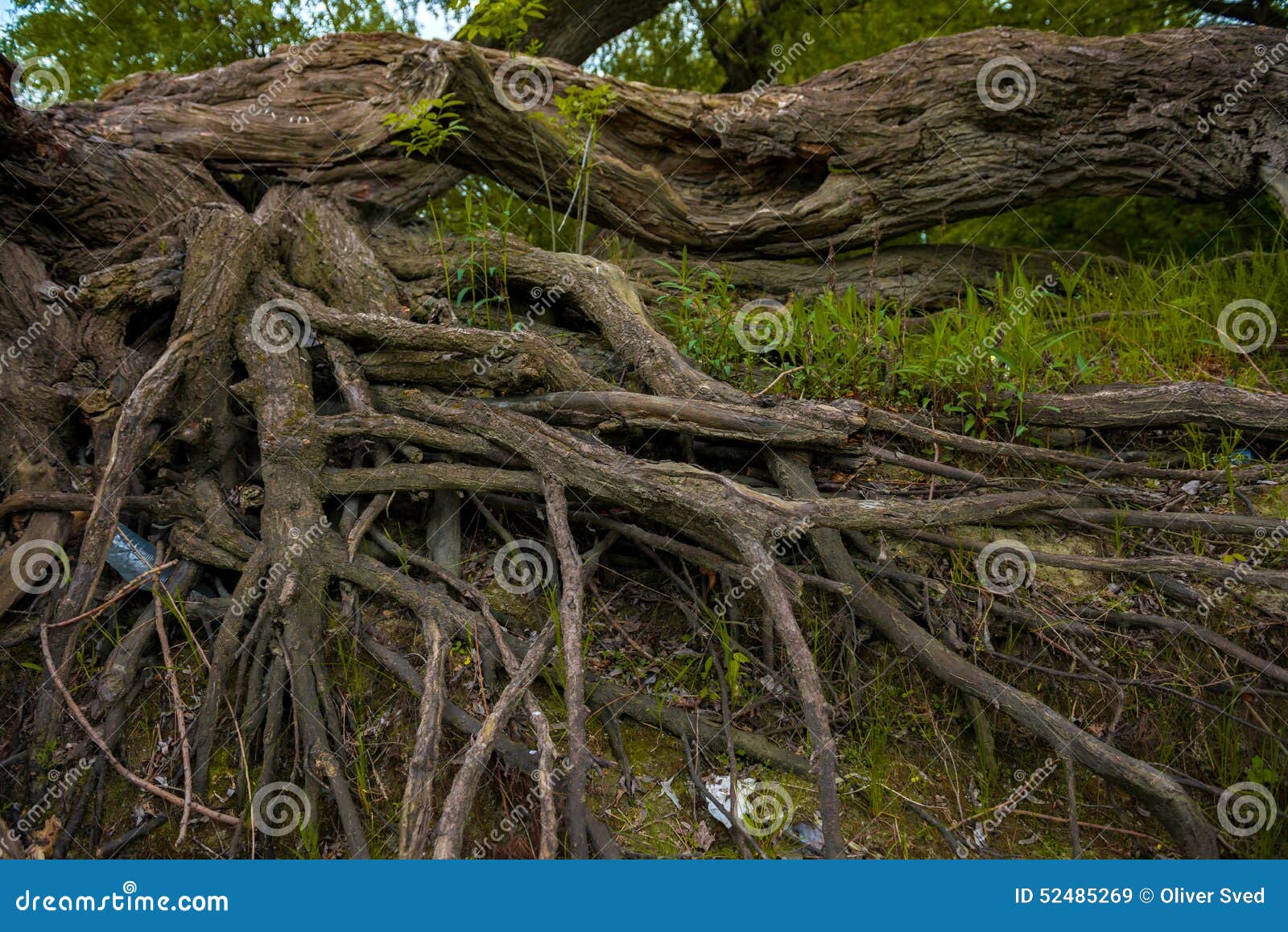 Large Thick Root on Rocky Background Stock Image - Image of crust ...