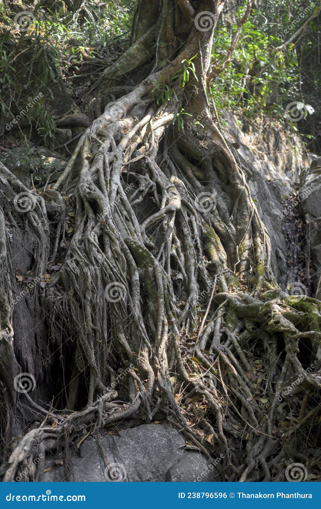 Large and Thick Roots in Mangrove Forest Stock Photo - Image of wood ...