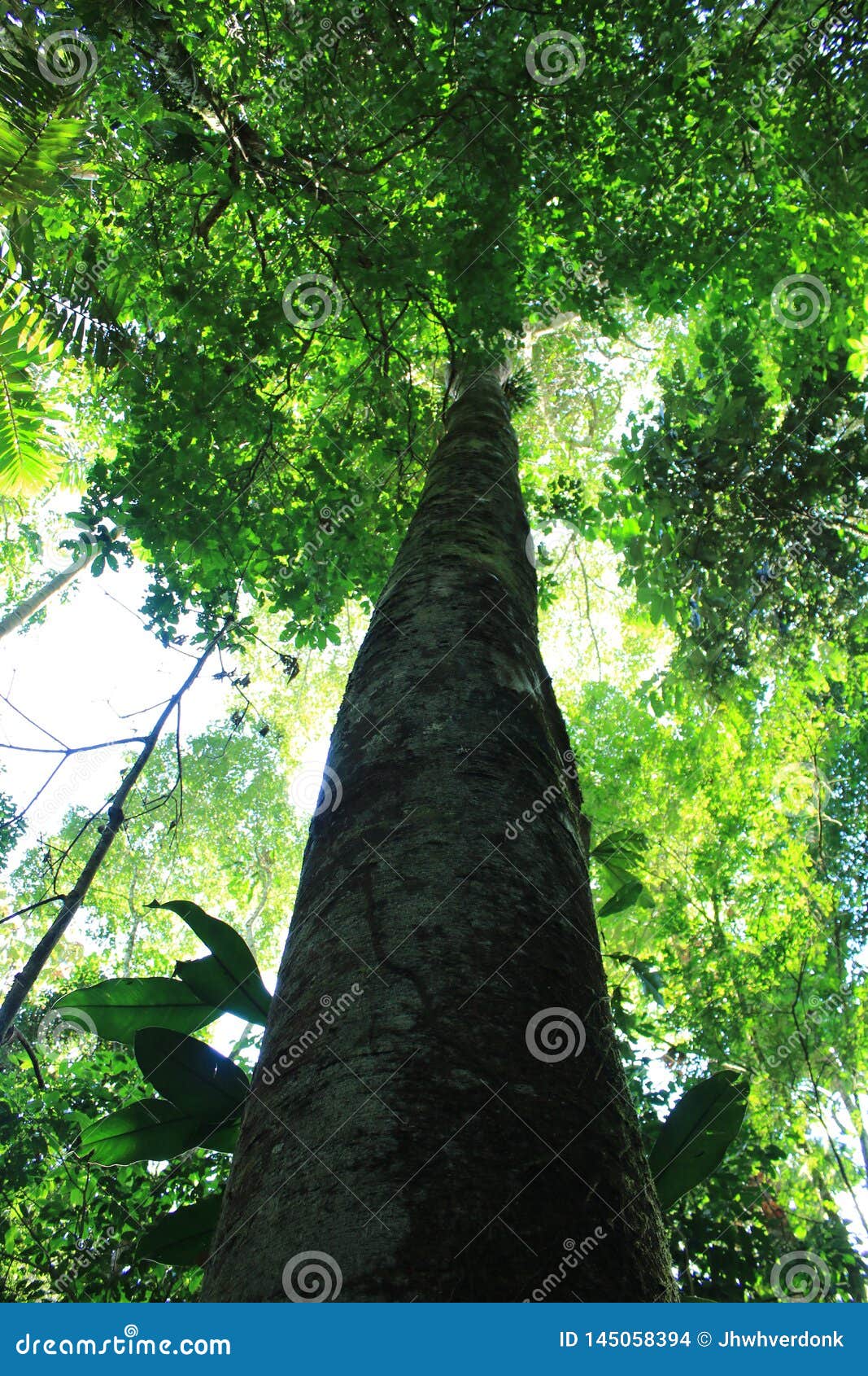 A Large and Thick Tree Stretching To Large Heights in the Rainforest ...