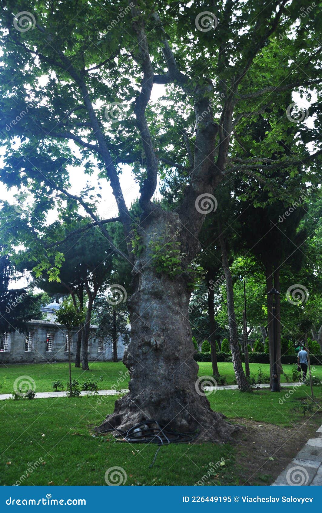 A Large, Thick Trunk of an Old Tree. Stock Image - Image of large ...