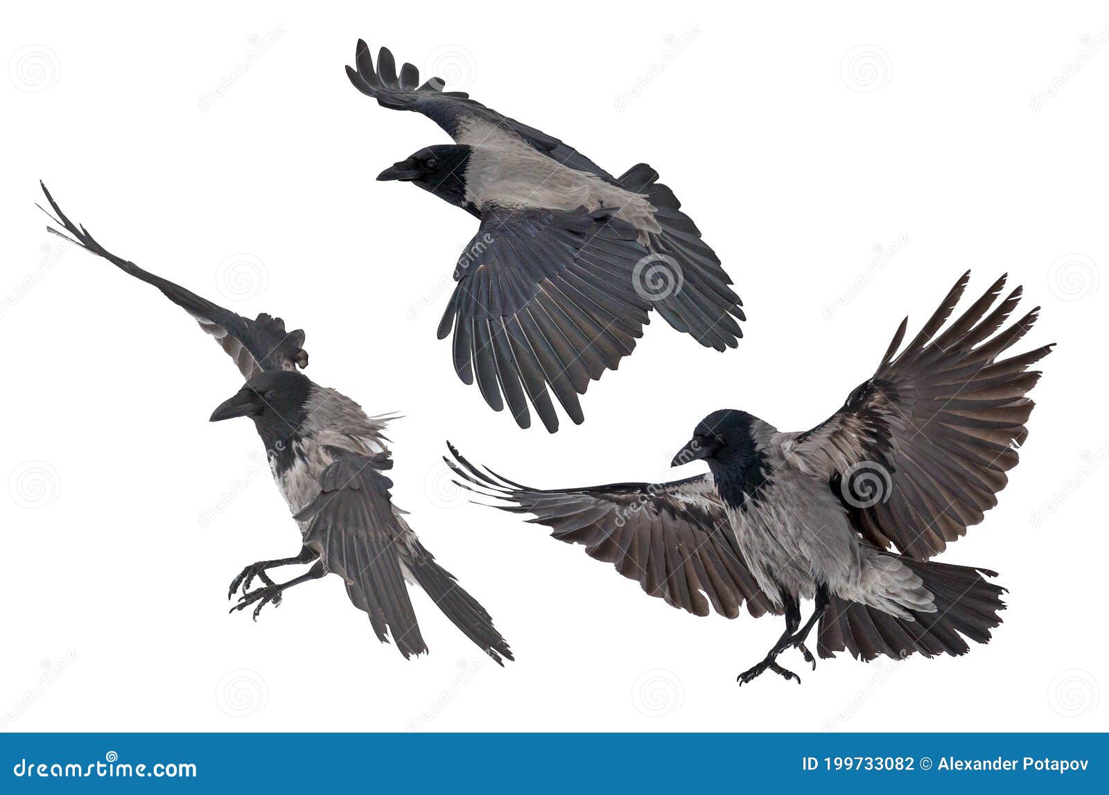 Large Three Grey Isolated Crows Set Stock Photo - Image of animal ...