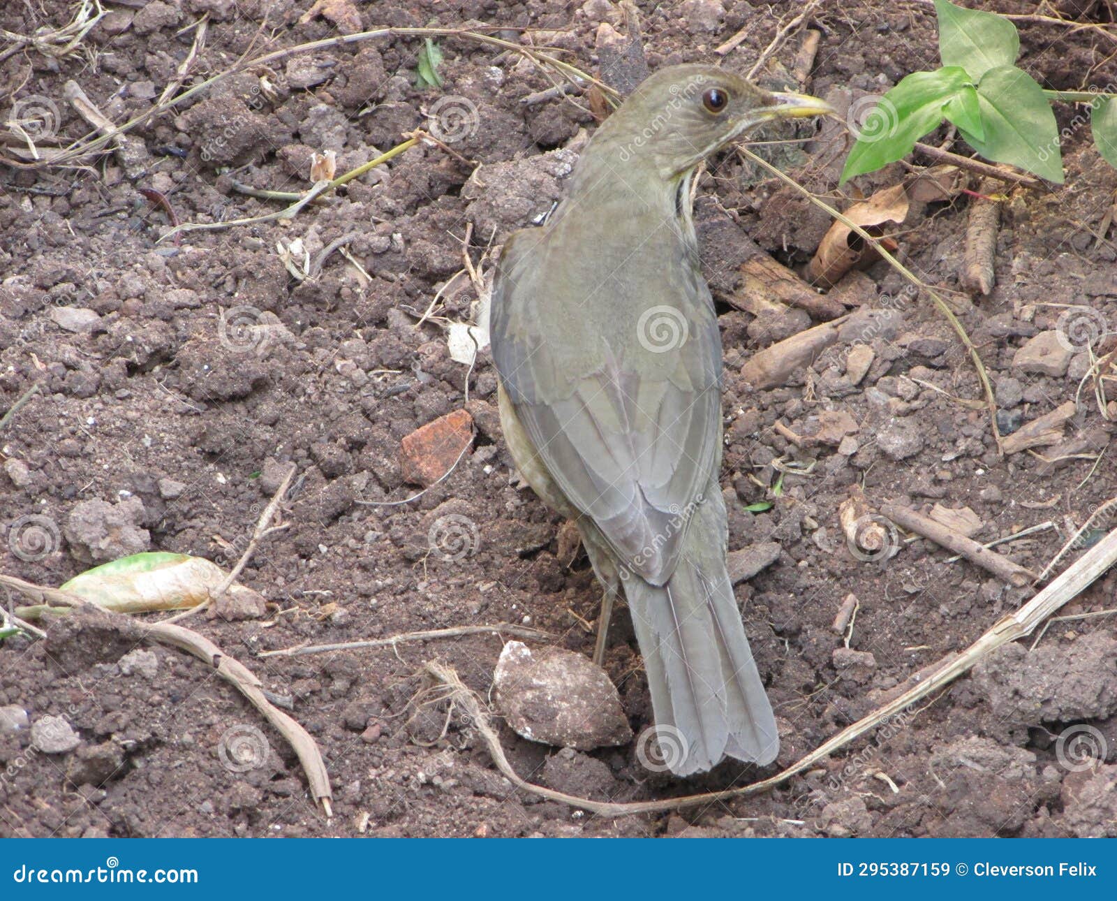A Large Thrush Sits on the Forest Floor Stock Image - Image of fauna ...