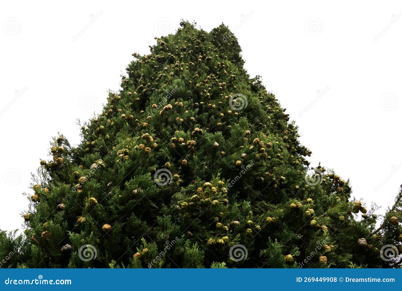 A Large Thuja Tree in the Forest with Small Cones on Thick Branches ...