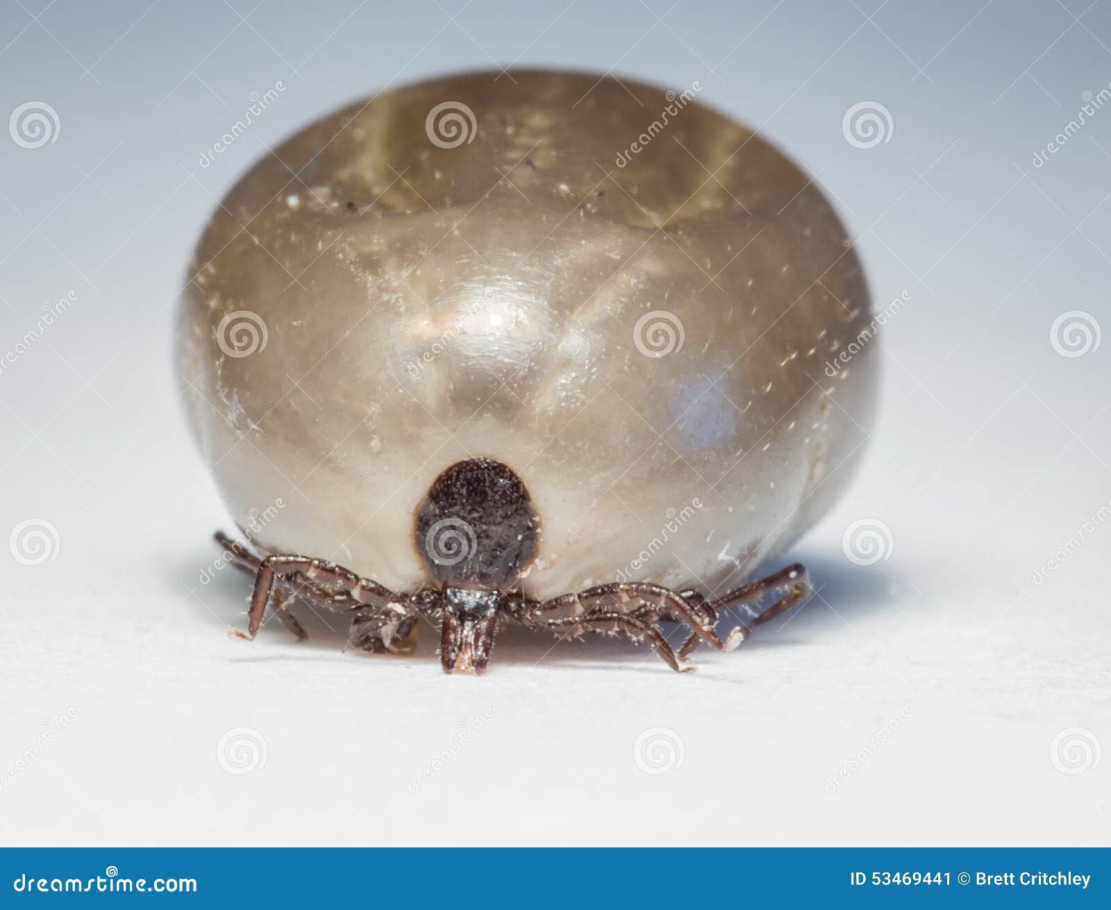 Large tick parasite stock image. Image of parasite, closeup - 53469441
