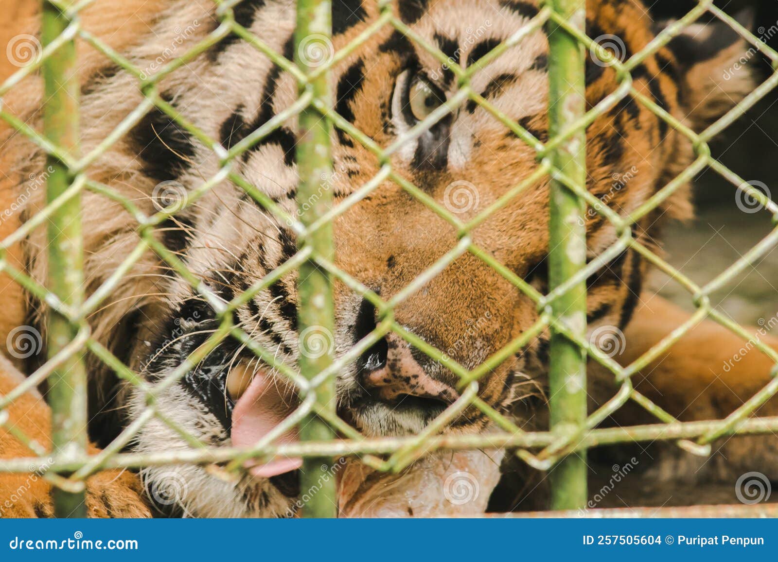 A Tiger in a Cage Eats Raw Chicken Stock Photo - Image of bengal ...