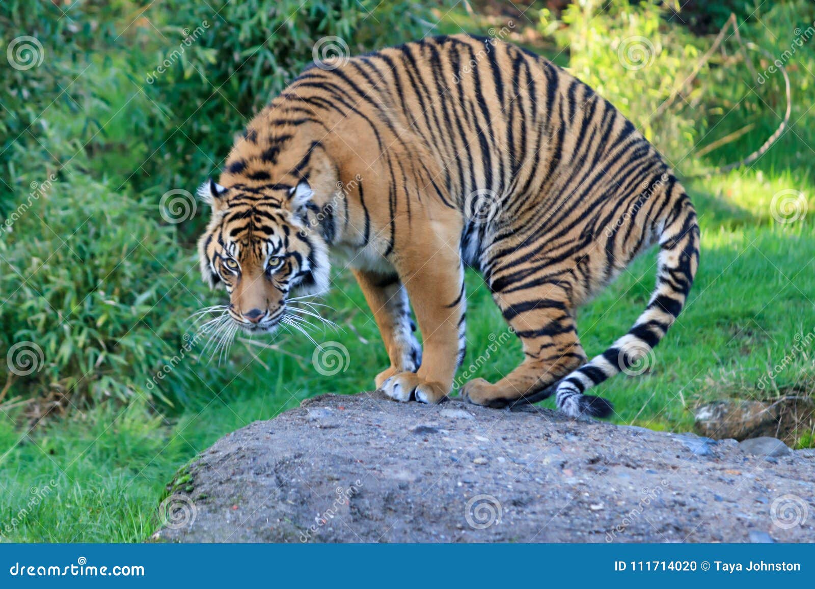 Large tiger getting up stock photo. Image of face, outdoor - 111714020
