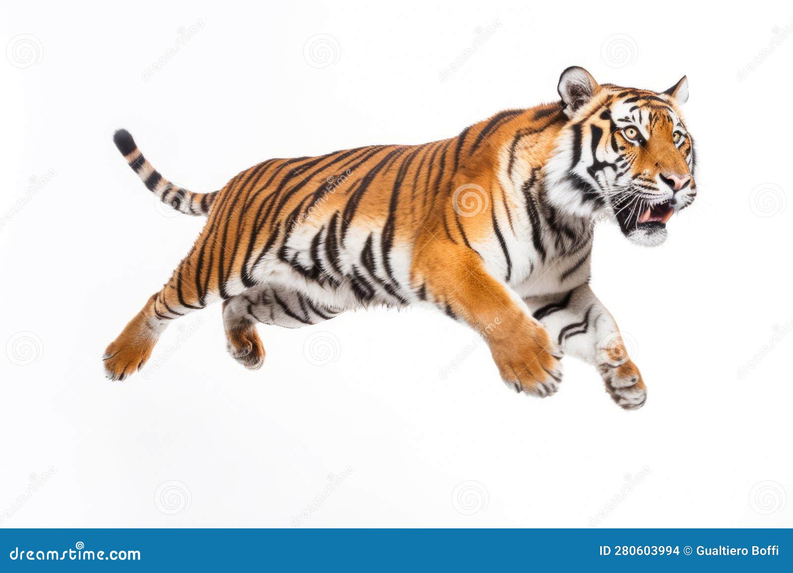 Tiger Jumping Punches Metal. Pencil Illustration Stock Photo ...