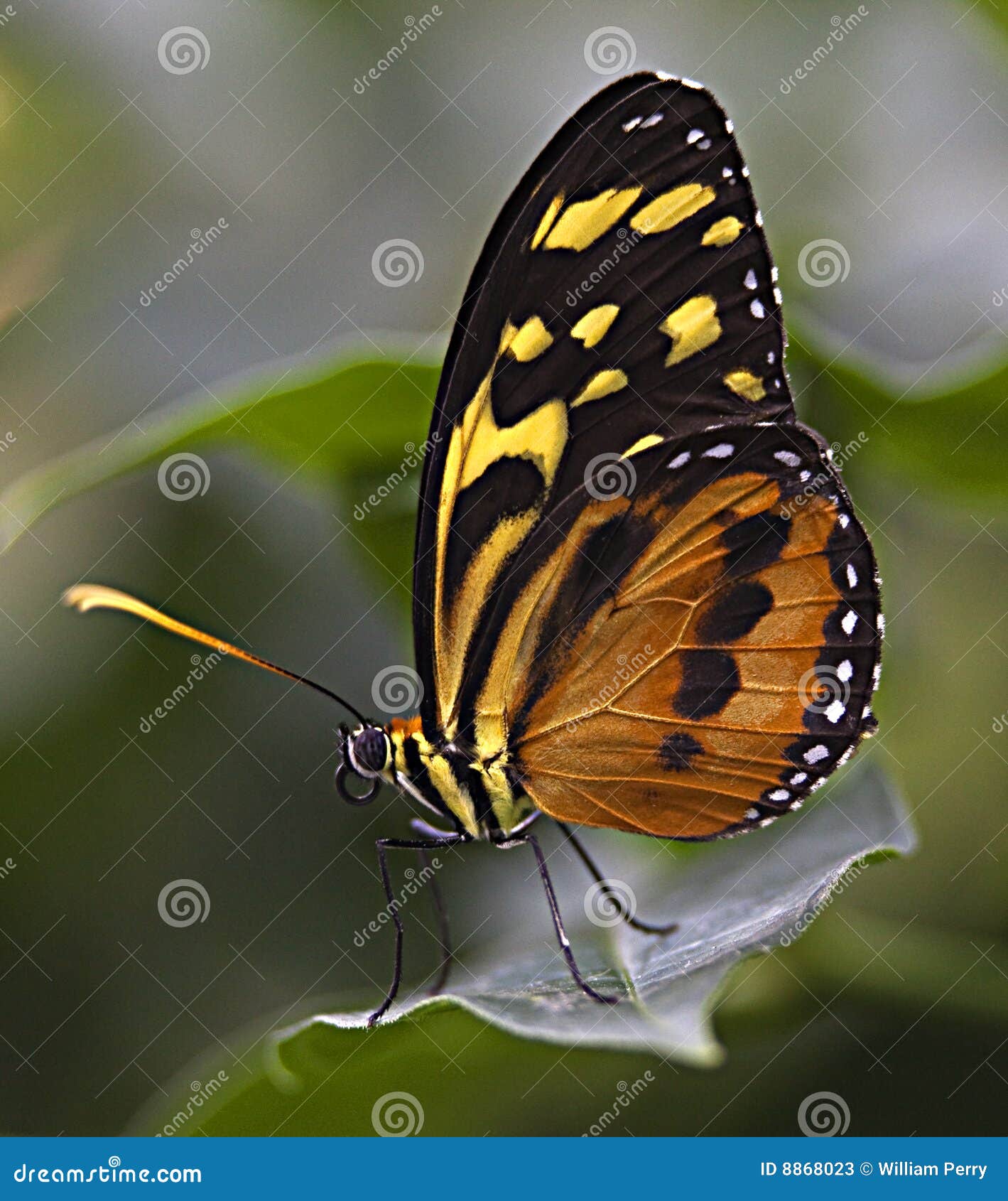 Large Tiger Monarch Butterfly Stock Image - Image of leaf, black: 8868023