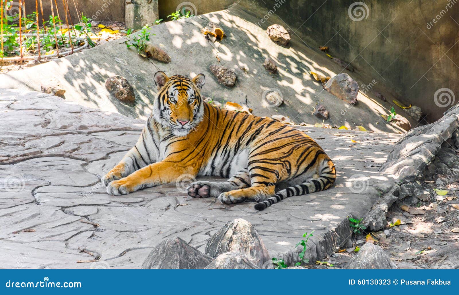 A Large Tiger Relaxing stock image. Image of tiger, stripe - 60130323