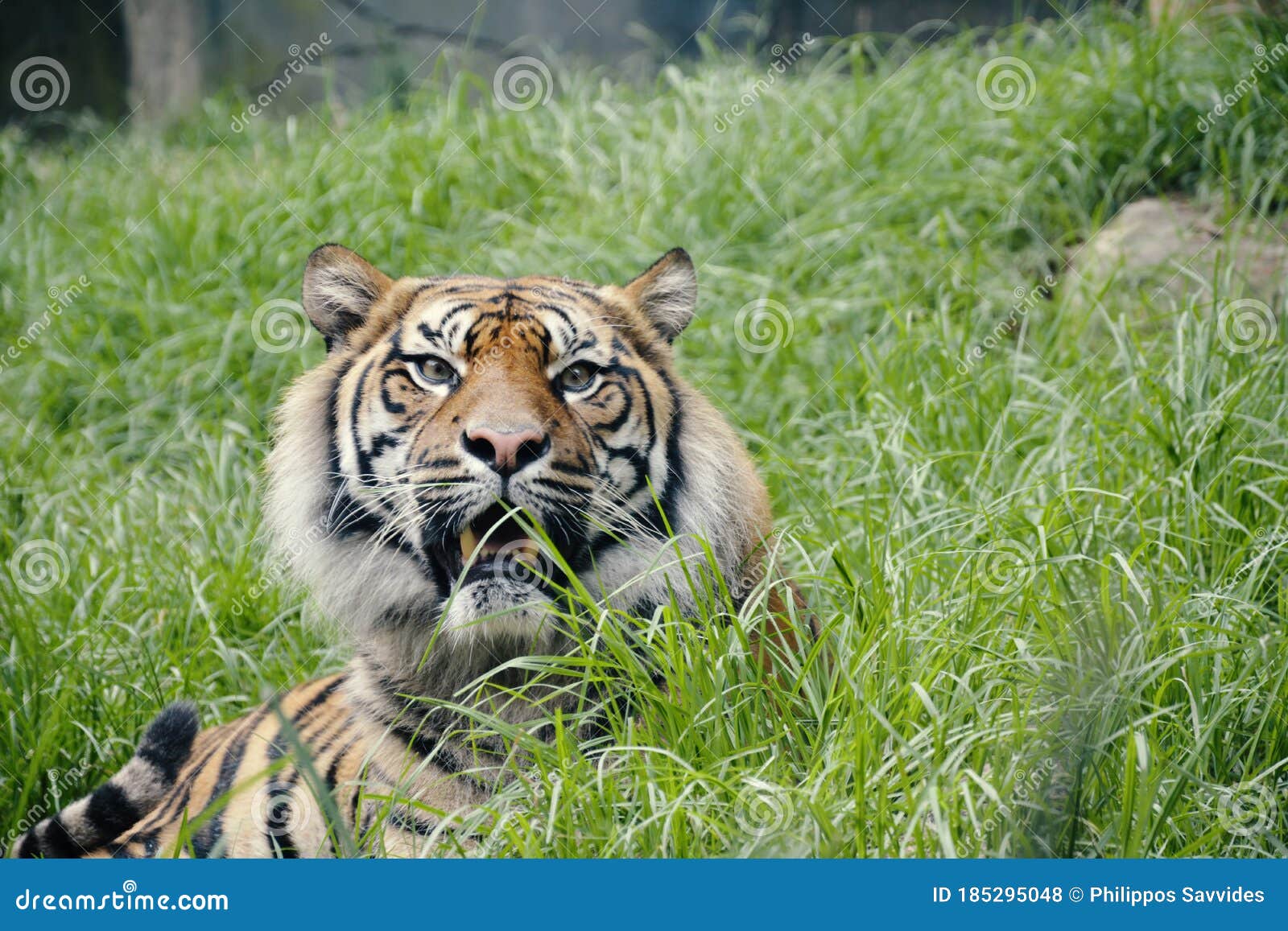 A Large Tiger Sitting in Grass Field Stock Photo - Image of striped ...