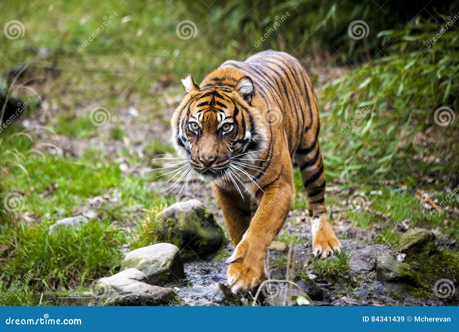 Large Tiger in the Wild is on the Hunt. Stock Image - Image of feline ...