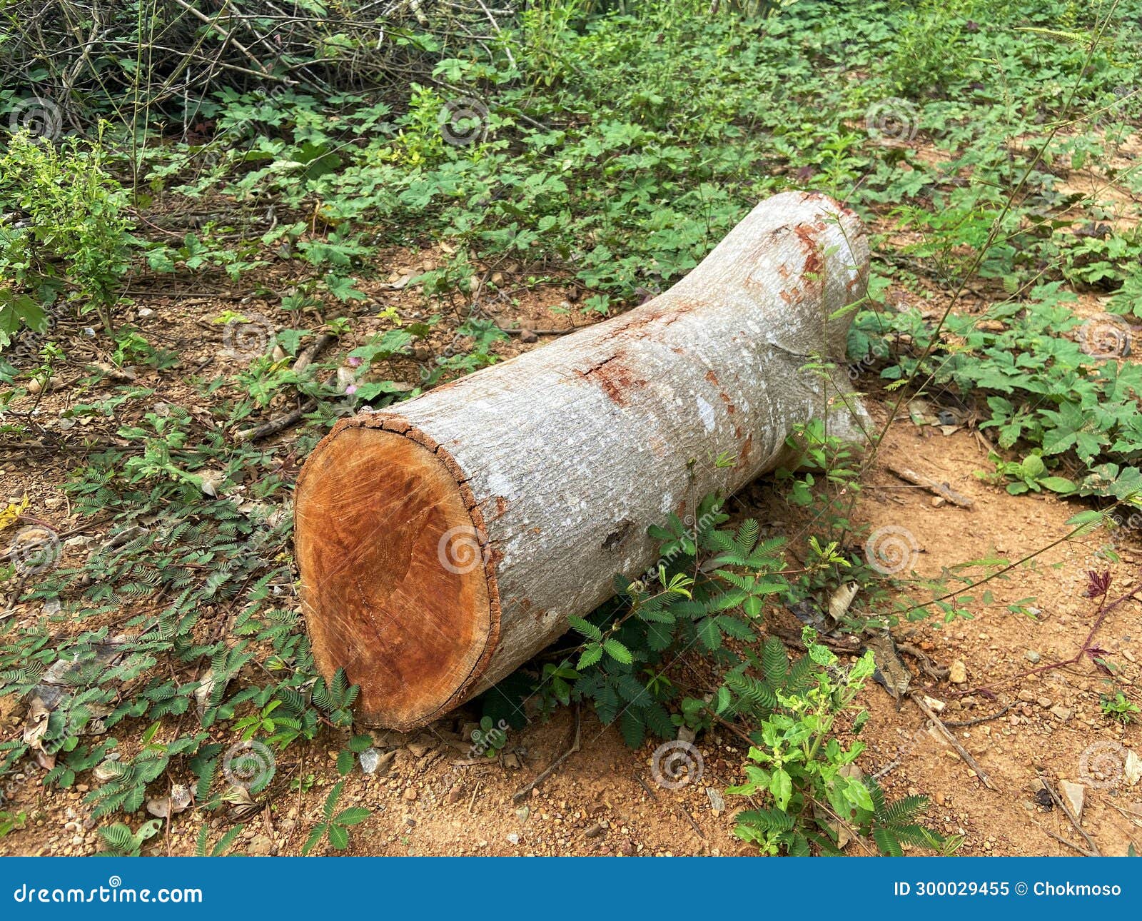 Large Timber Wood Log Lumber Processing Plant Logging Industry Royalty ...