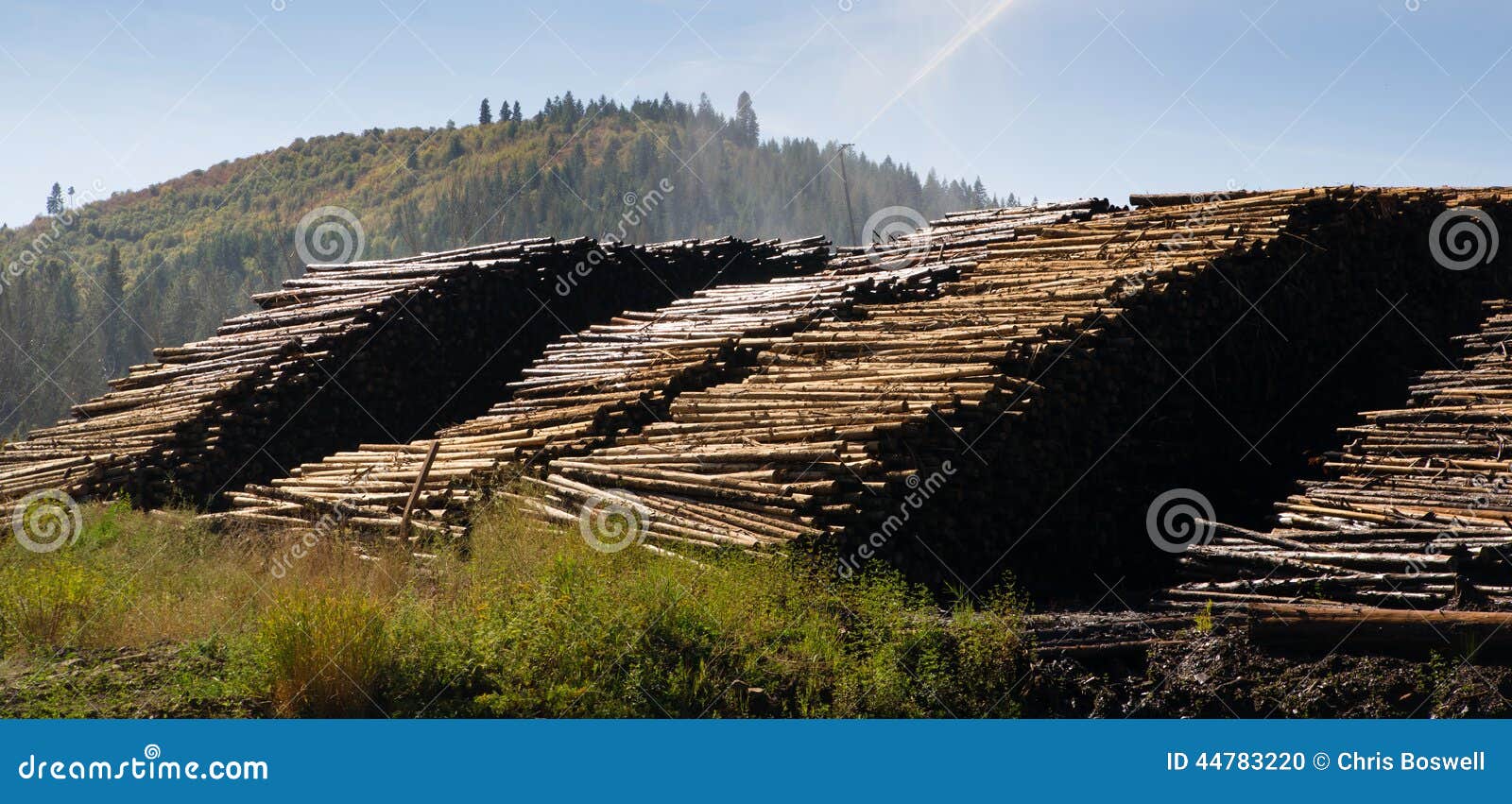 Large Timber Wood Log Lumber Processing Plant Logging Industry Stock ...