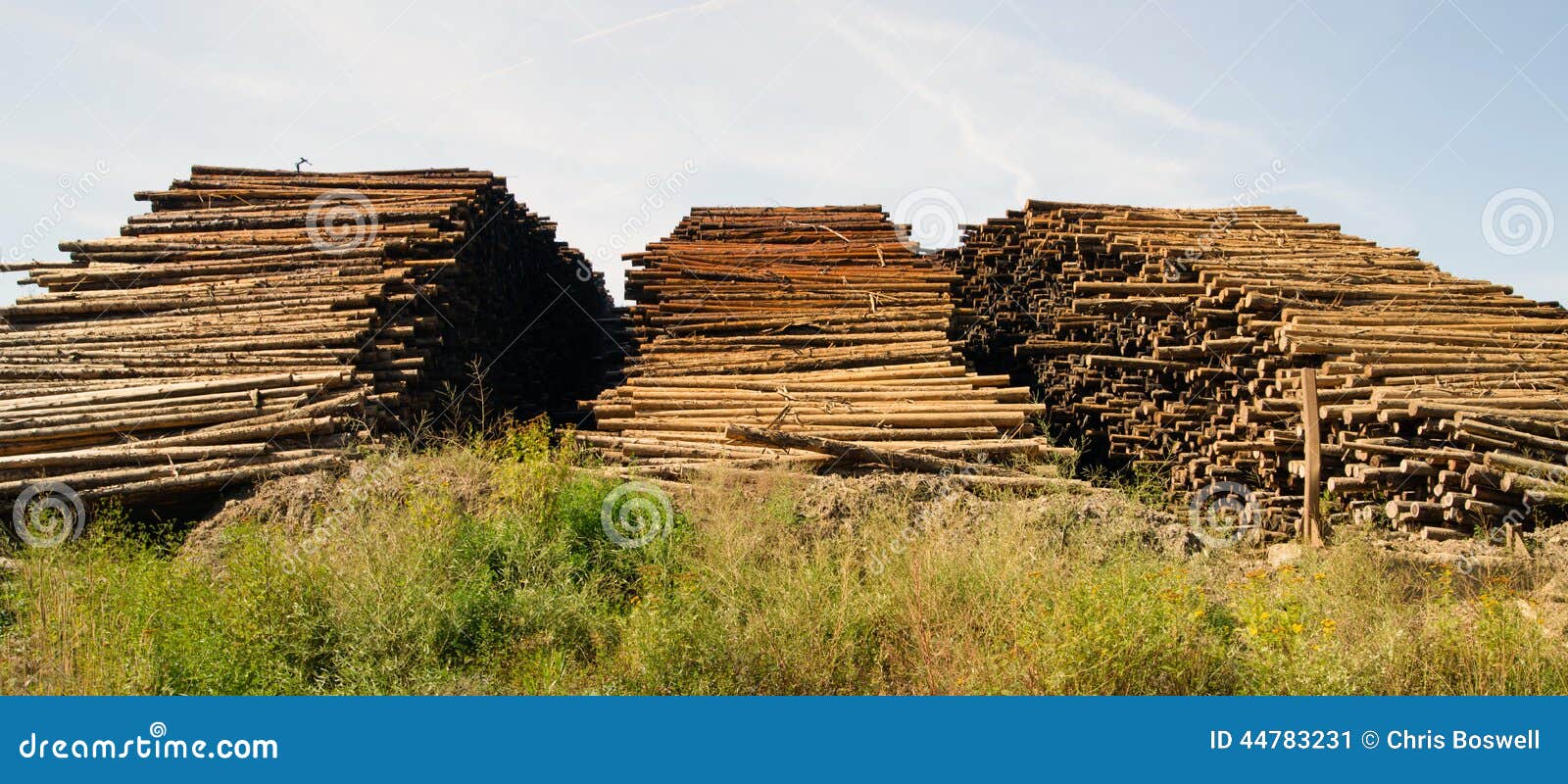 Large Timber Wood Log Lumber Processing Plant Logging Industry Royalty ...