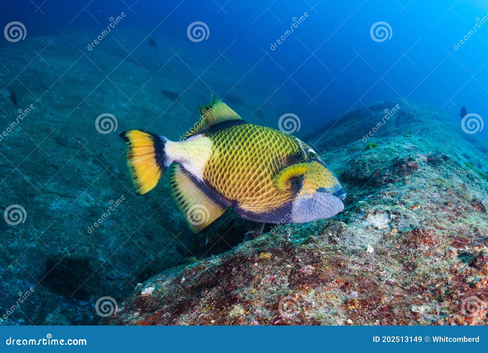 Large Titan Triggerfish Feeding on a Coral Reef Stock Image - Image of ...