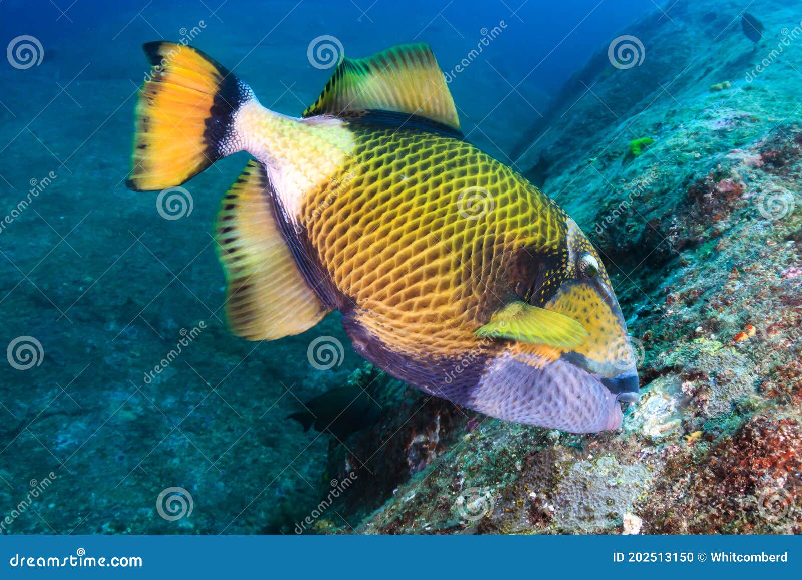 Large Titan Triggerfish Feeding on a Coral Reef Stock Photo - Image of ...