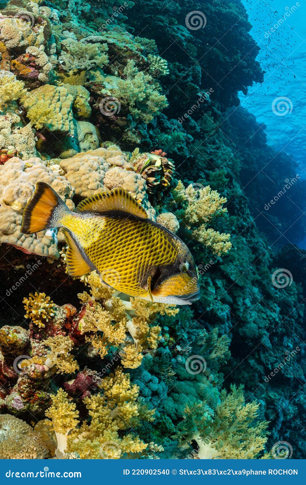 Large Titan Triggerfish Fish Stock Photo - Image of triggerfish ...