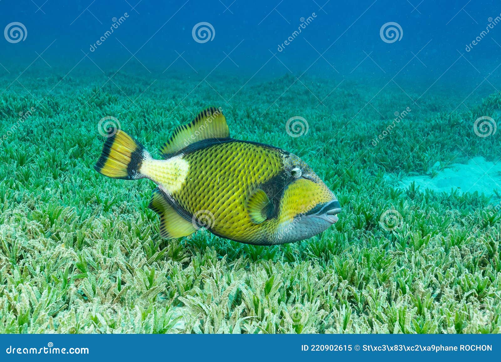 Large Titan Triggerfish Fish Stock Image - Image of large, animal ...