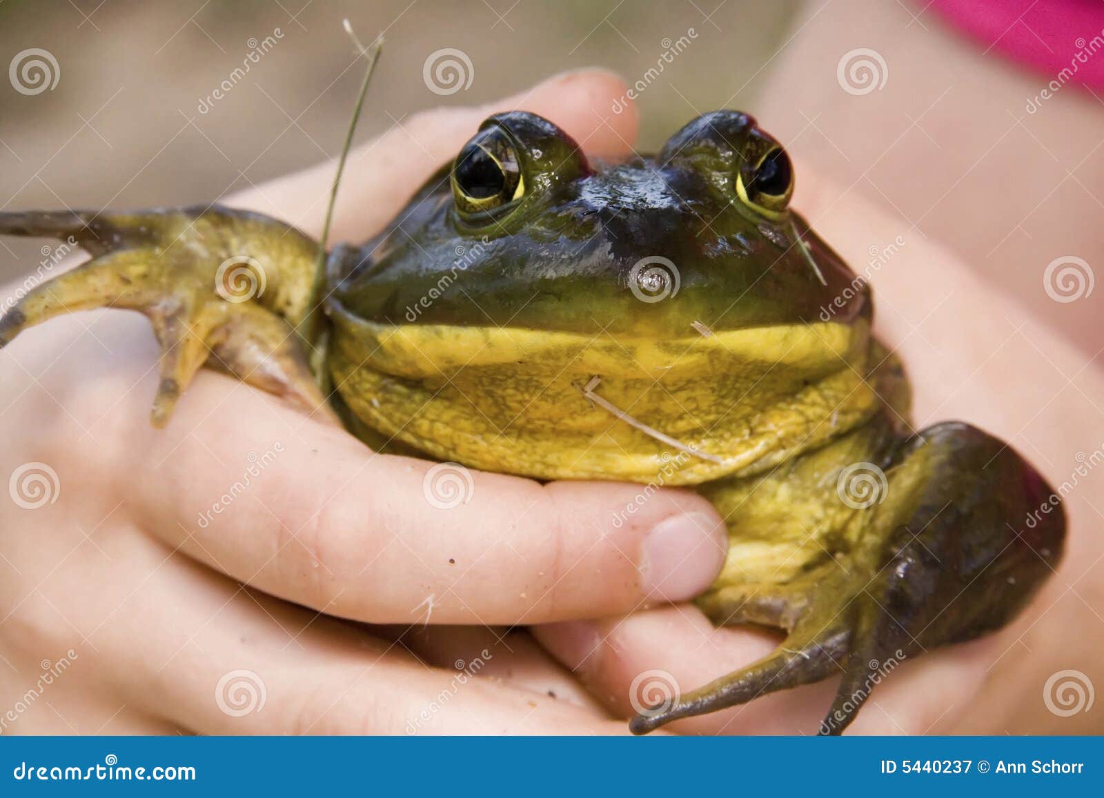 Large Toad stock image. Image of bumpy, creature, nature - 5440237