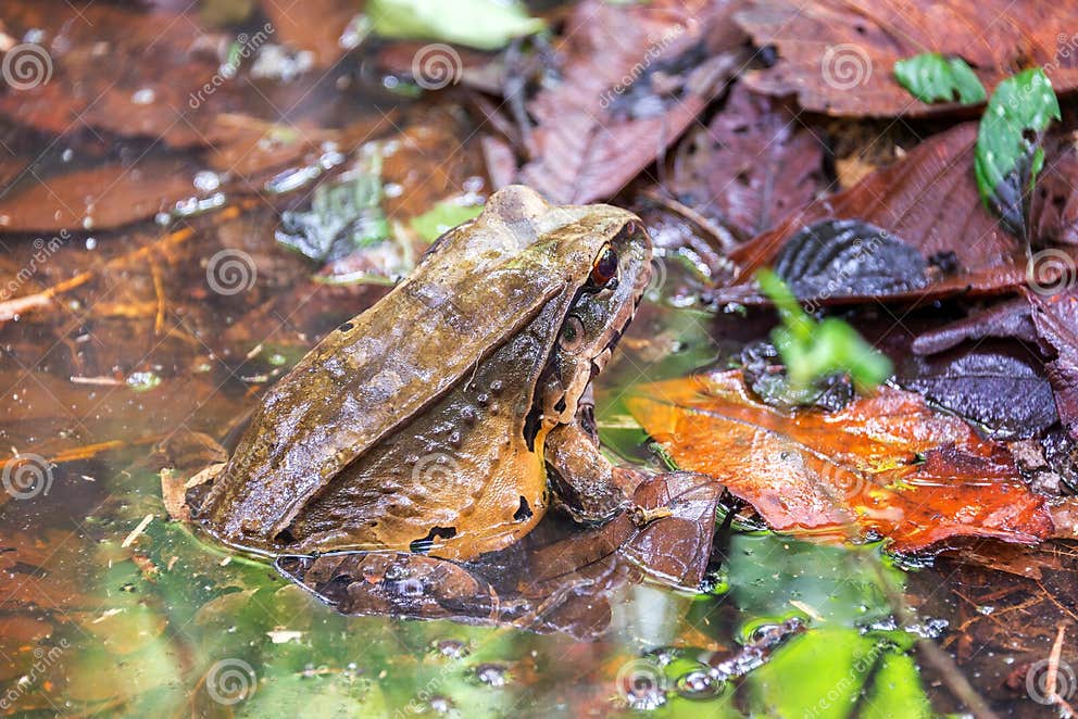 Large Toad in the Amazon stock photo. Image of jungle - 57921840