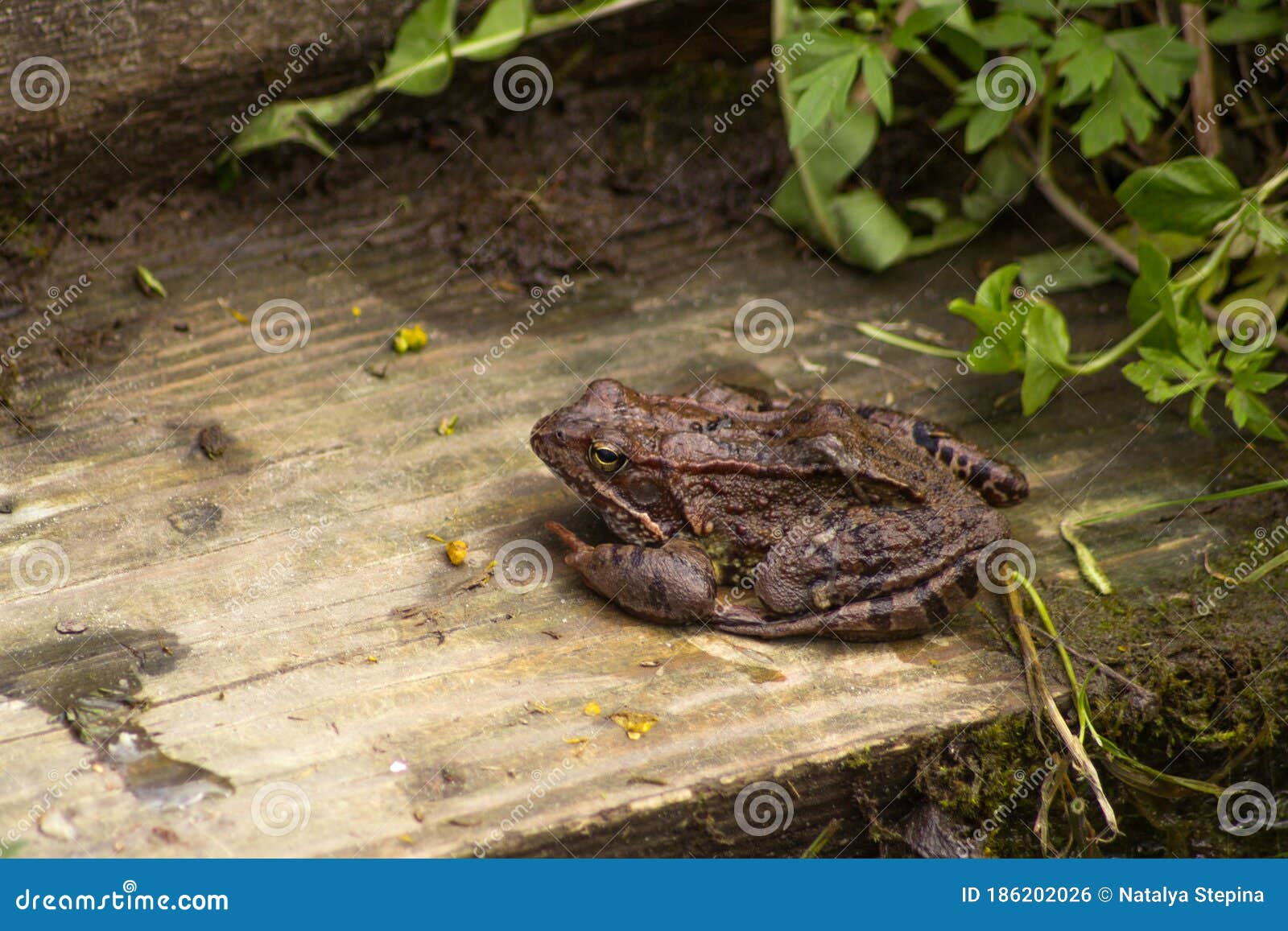 A Large Toad with a Brown Body and Stripes Sits Sideways on a Wooden ...