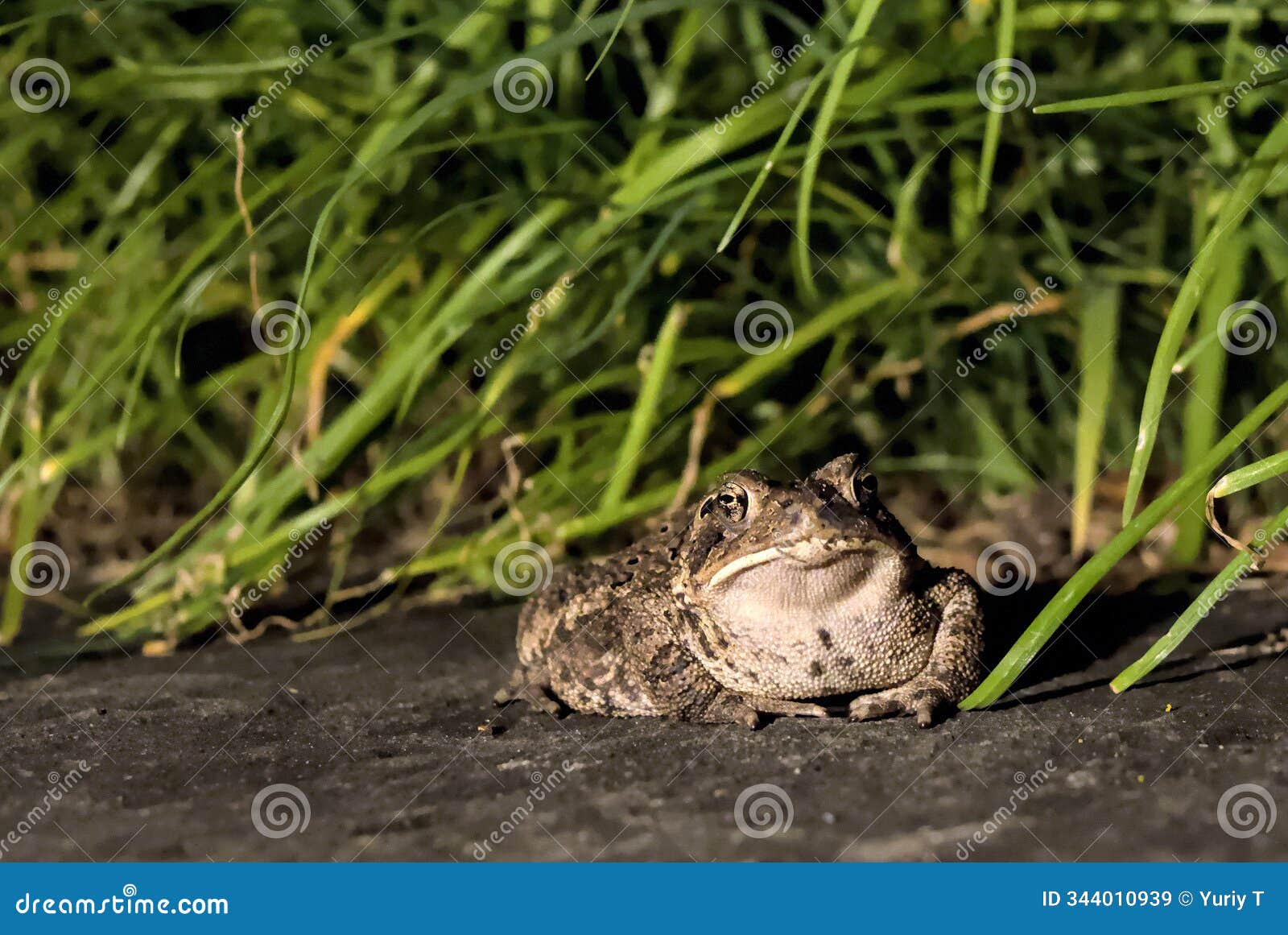 Toy Toad Or Frog. Realistic Plastic Toy Of A Toad With Its Tongue Out ...