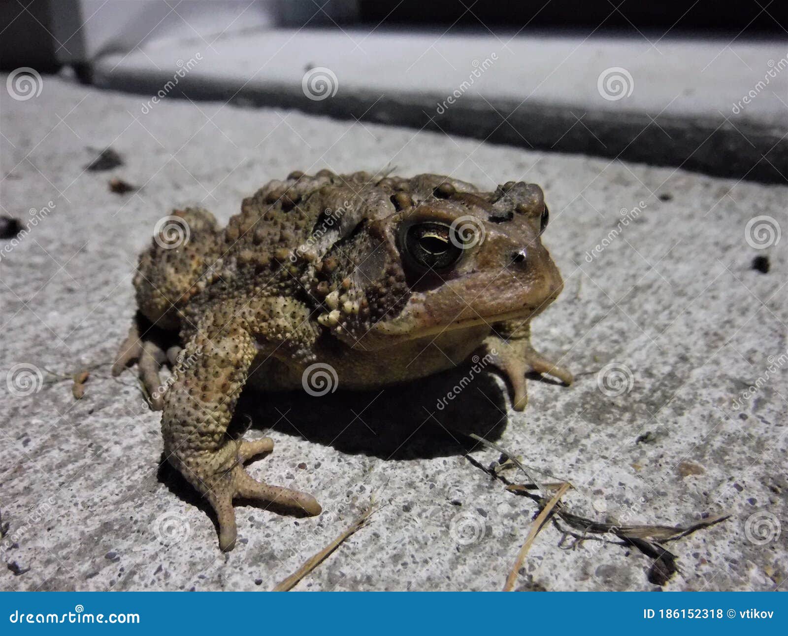 A Large Toad Hunting for Insects at Night Stock Photo - Image of ...