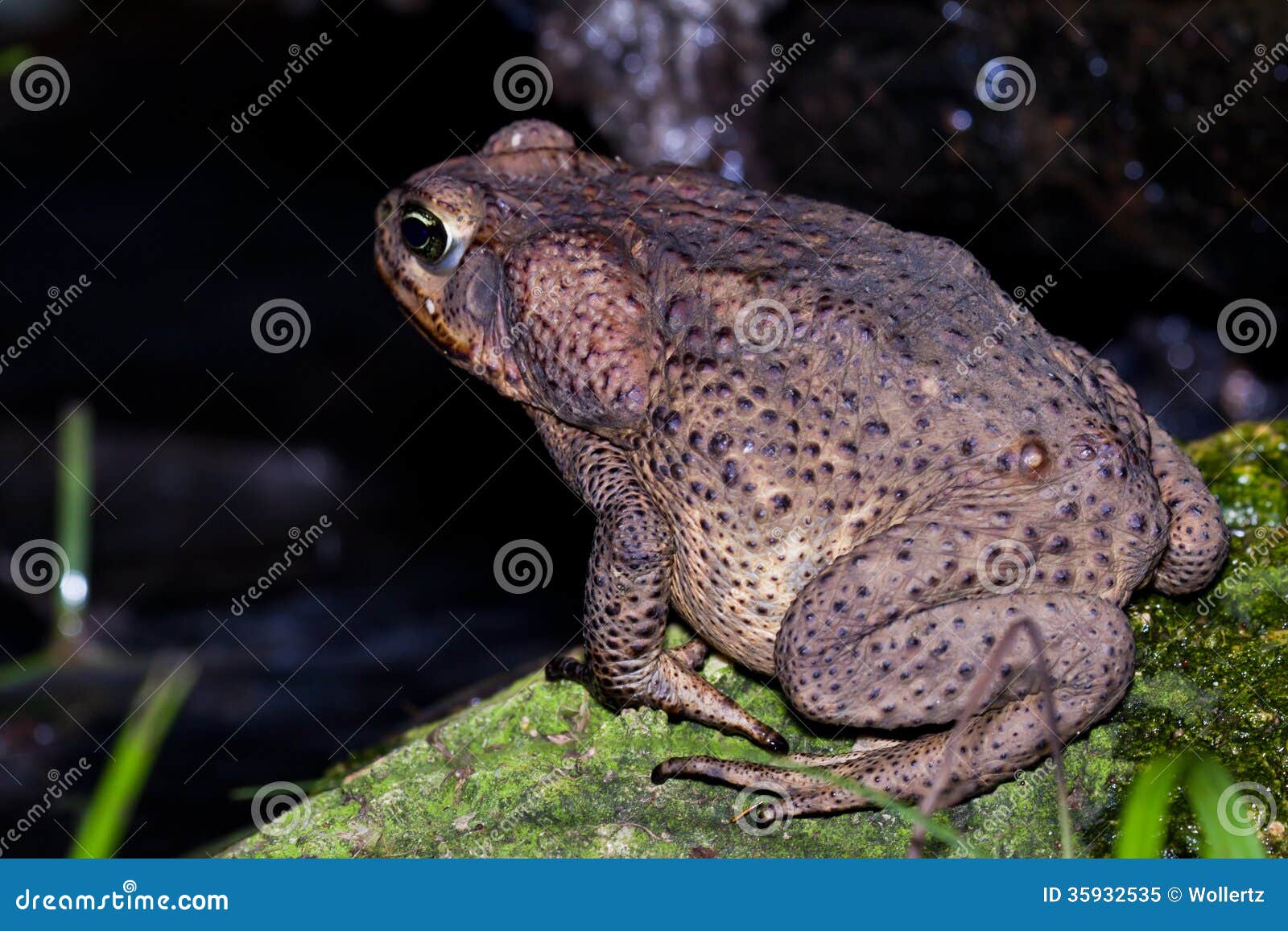 Large toad stock image. Image of rain, animal, brown - 35932535
