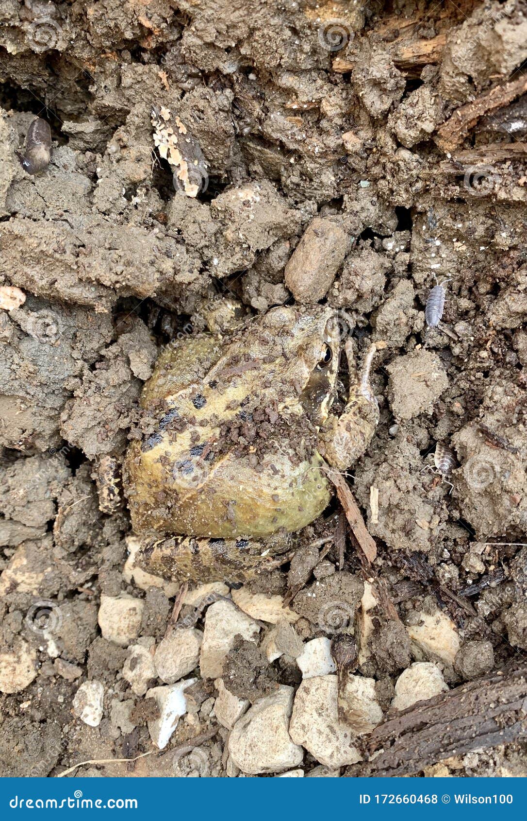 Large Toad in the soil stock photo. Image of slimey - 172660468