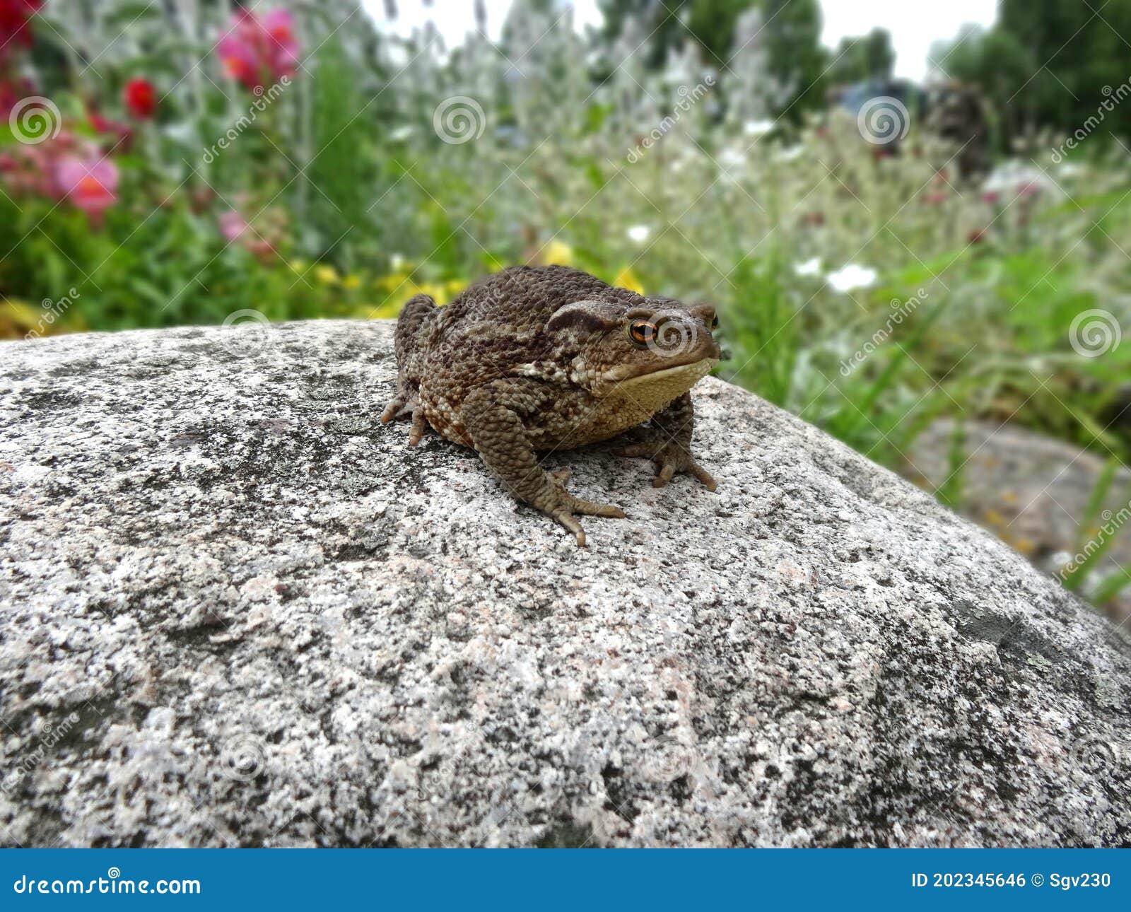 Large toad on a stone stock photo. Image of close, rough - 202345646