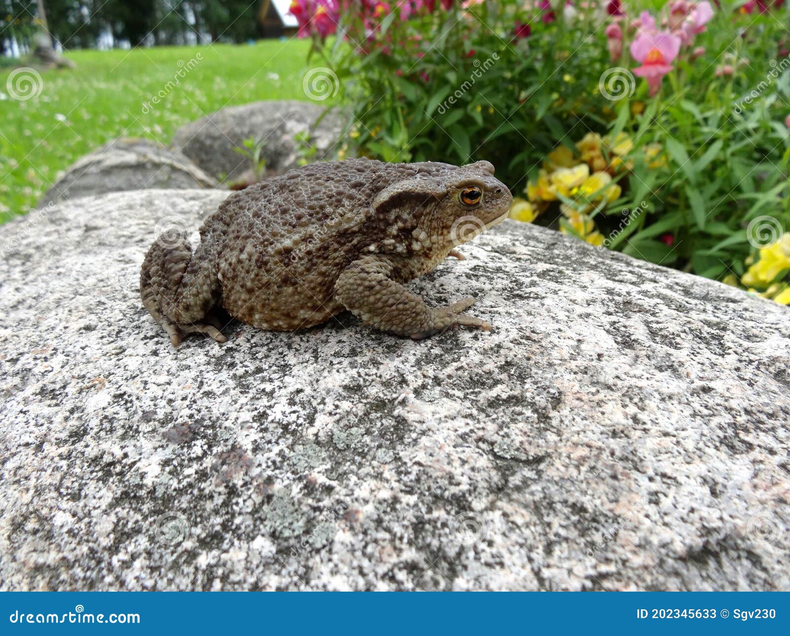 Large toad on a stone stock image. Image of flower, bufo - 202345633