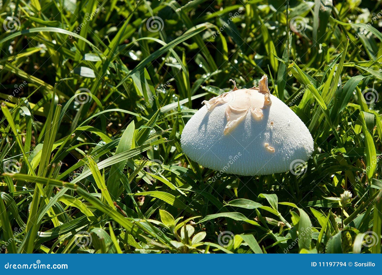 Large toadstool stock photo. Image of toadstool, food - 11197794