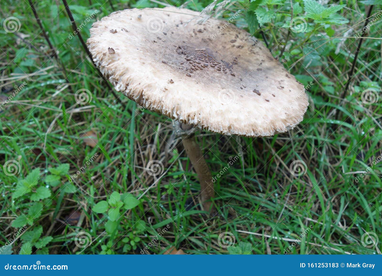 A Large Toadstool in Grass stock image. Image of mushroom - 161253183
