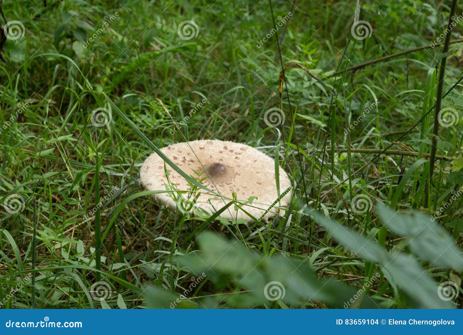Large toadstool. stock photo. Image of fungus, mushroom - 83659104