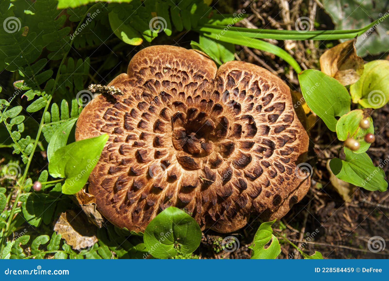 Large Toadstool with Interestingly Textured Mushroom&s Cap in Grass ...