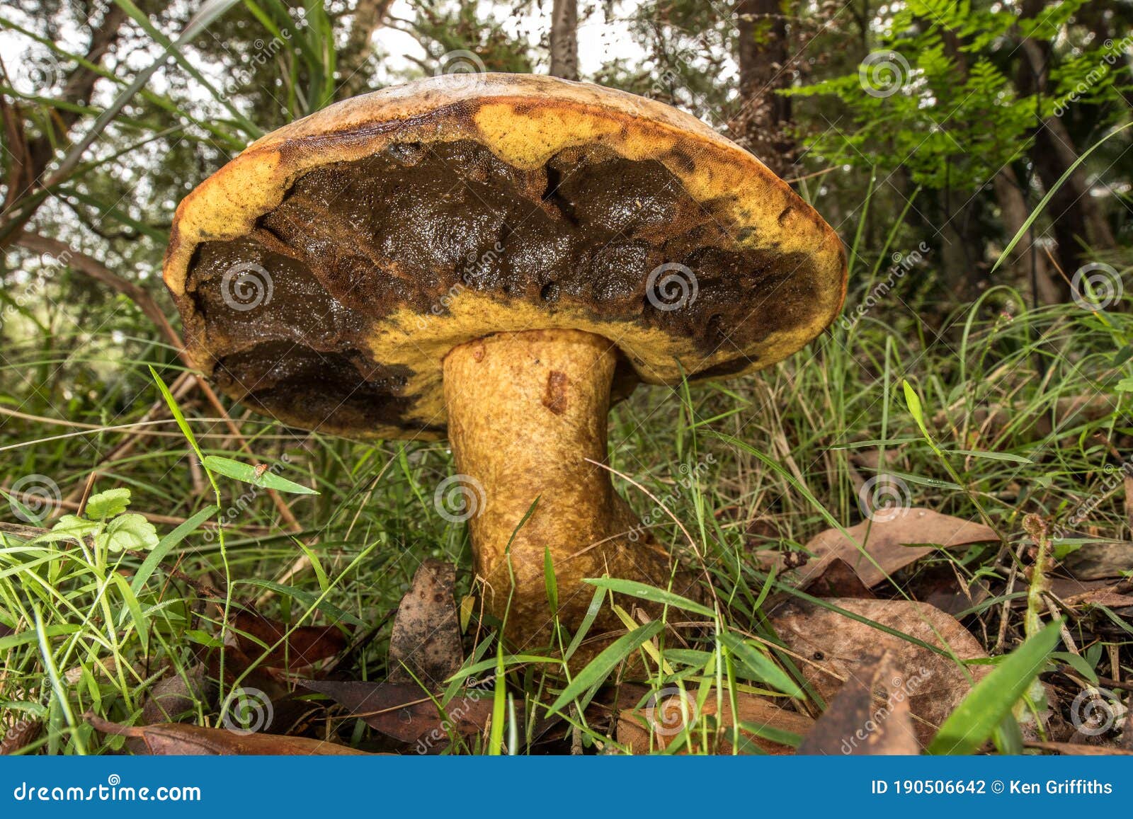 1,261 Large Toadstool Photos - Free & Royalty-Free Stock Photos from ...