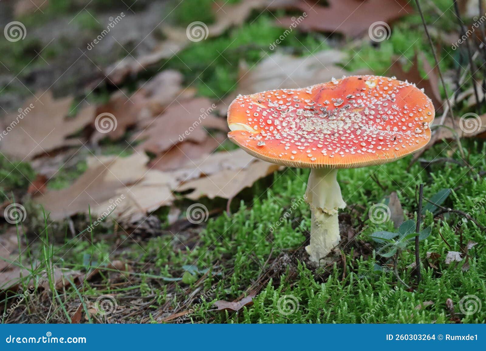 Large Toadstool in the Moss Stock Photo - Image of muscaria ...