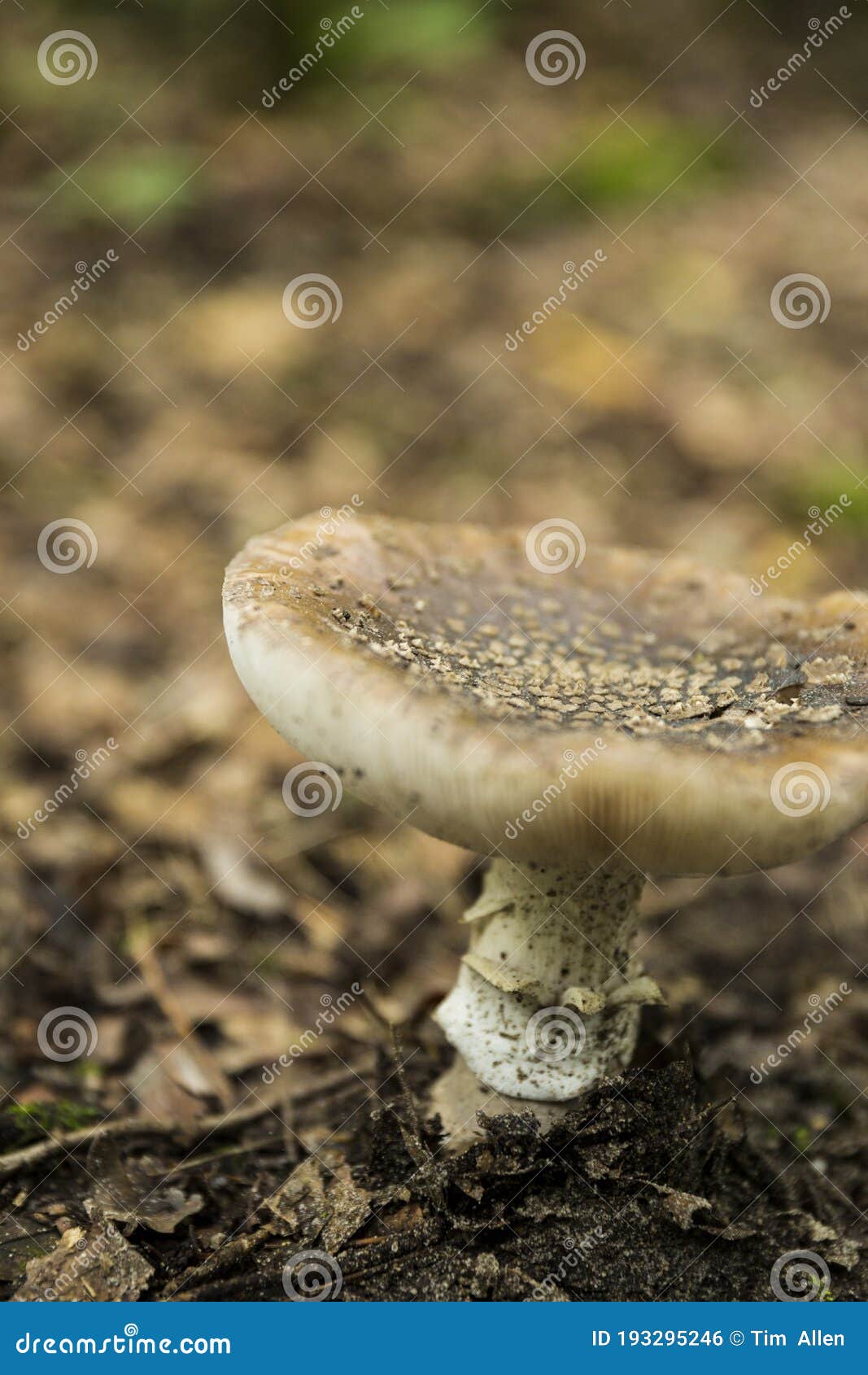 Large Toadstool Mushroom Forest Floor Stock Photo - Image of fresh ...