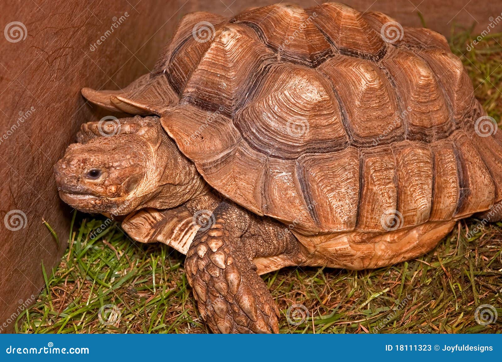 Large Tortoise stock image. Image of closeup, creature - 18111323