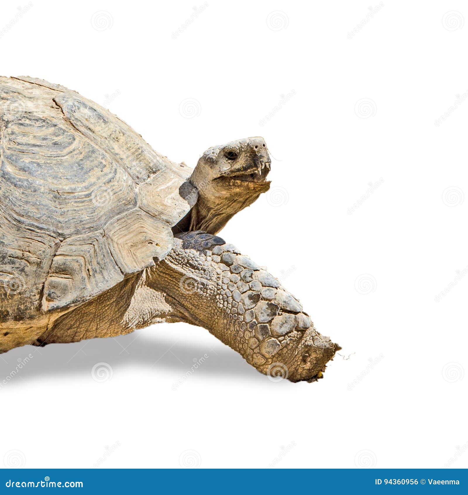 Large Tortoise Lat. Testudines With A Huge Bone Carapace Royalty-Free ...