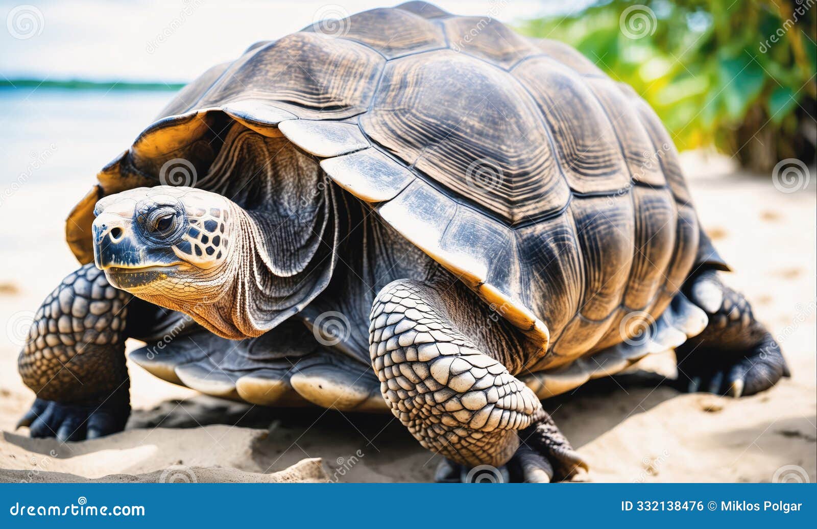 A Large Tortoise Walks Slowly on a Sandy Beach Stock Photo - Image of ...