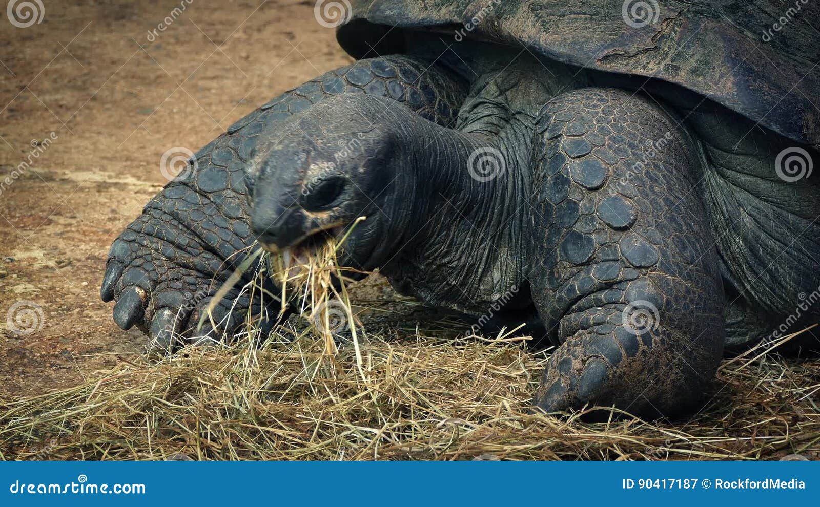 Large tortoise feeding stock video. Video of closeup - 90417187