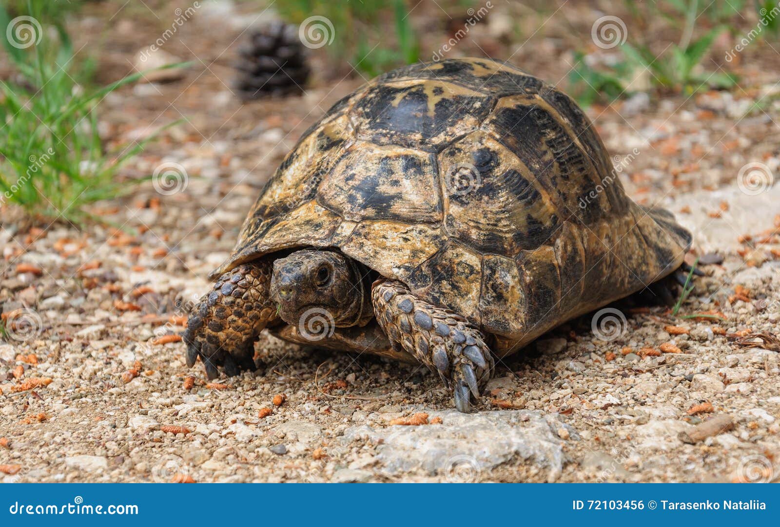 Large Tortoise on the Ground. Stock Photo - Image of herbivorous ...