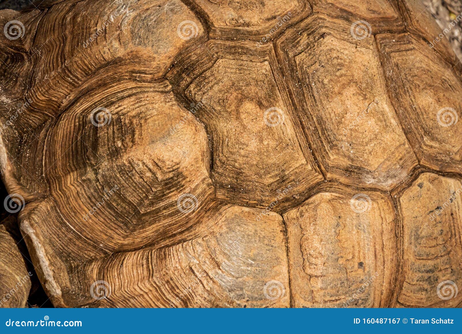 Large Tortoise Shell Pattern Background and Texture Stock Image - Image ...