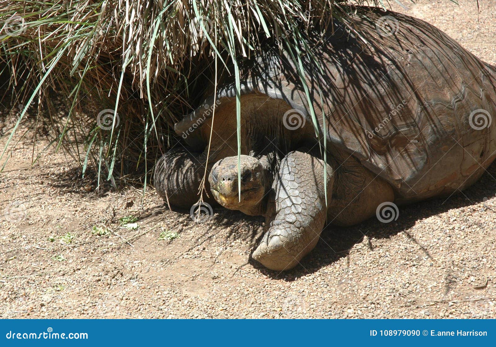 A Large Tortoise Sheltering Under a Clump of Grass. Stock Photo - Image ...