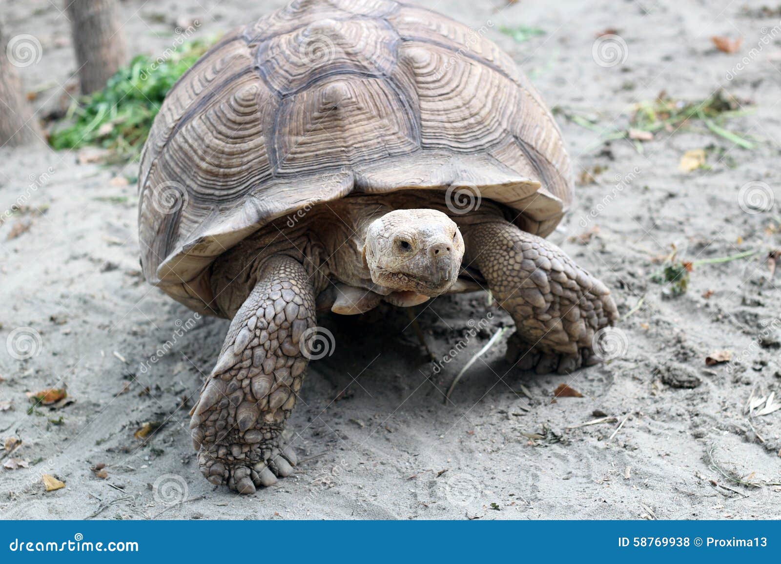 Large Tortoise in the Wild Moves on Dry Land Stock Photo - Image of ...