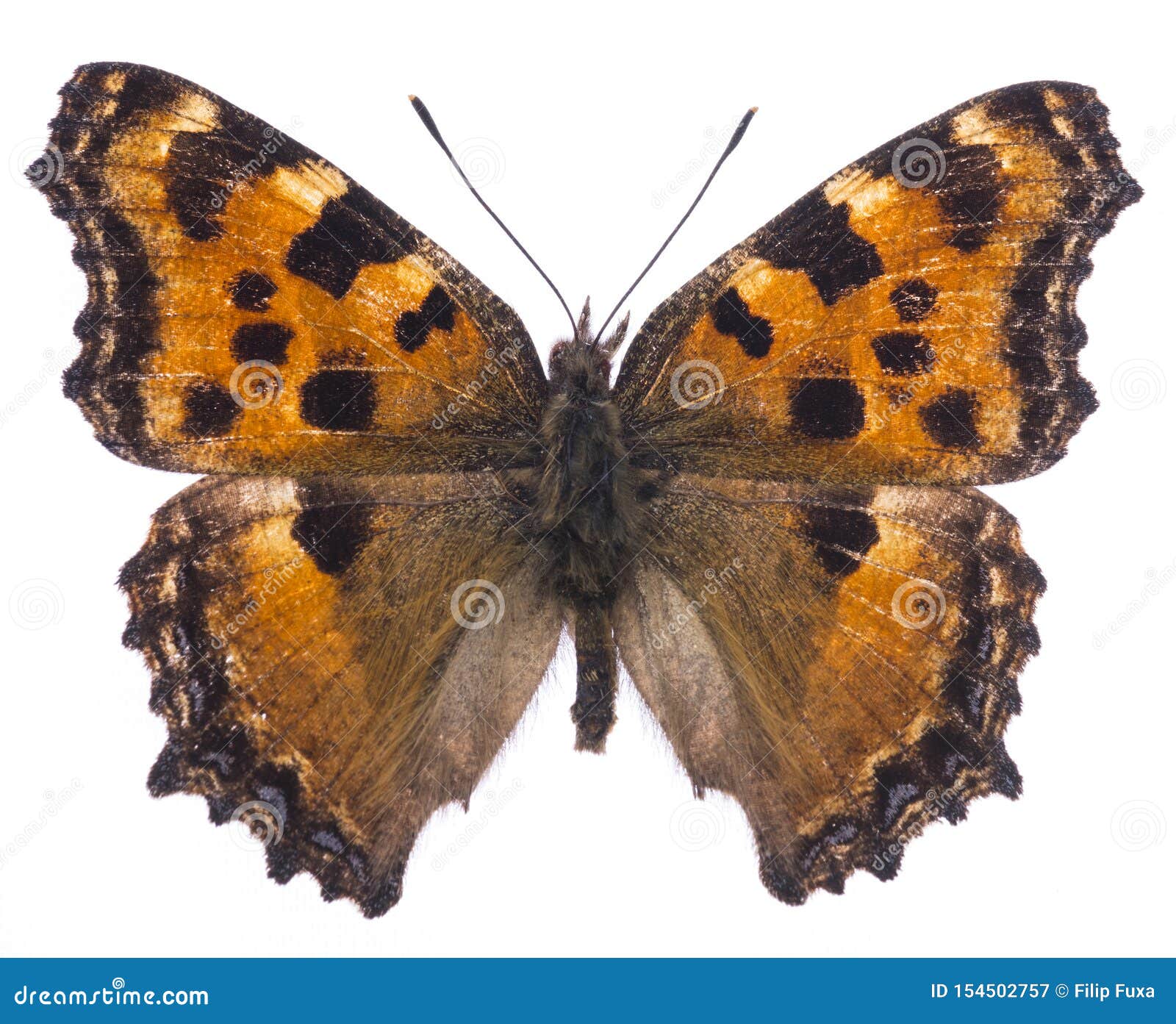 Large Tortoiseshell Butterfly In Sunlight With Vibrant Green Background ...