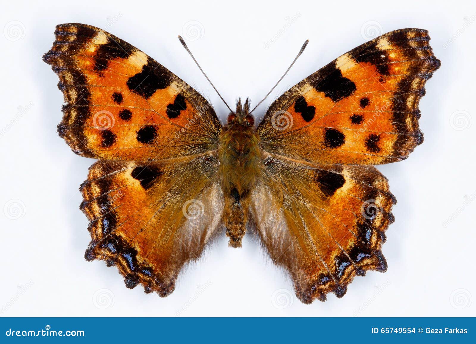 Large Tortoiseshell, Nymphalis Polychloros Butterfly Stock Photo ...