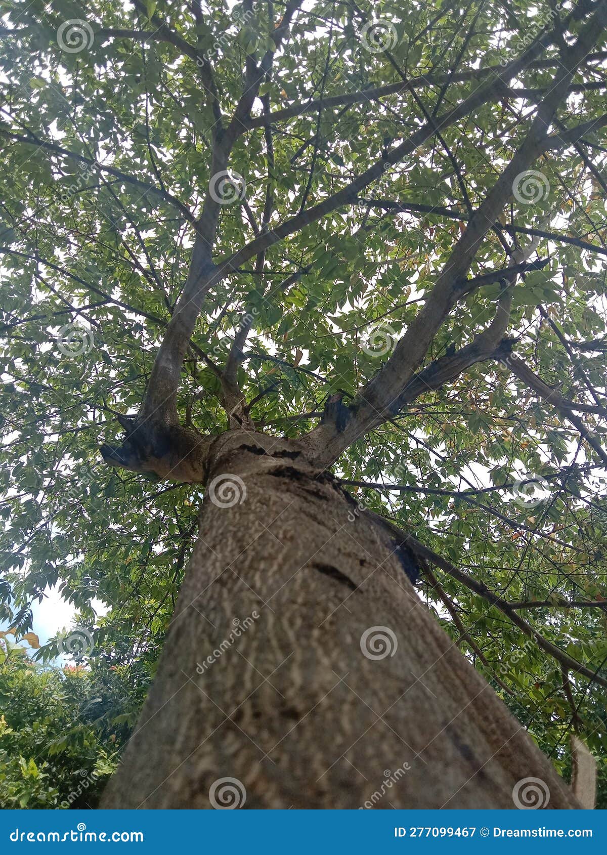 A Large, Towering Tree that is Shady for Shade during the Day Stock ...